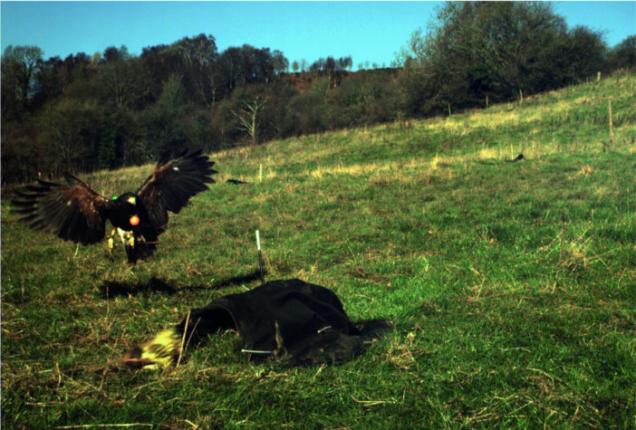 Engineers flight test Hawks for drone capture | Aerospace Testing ...