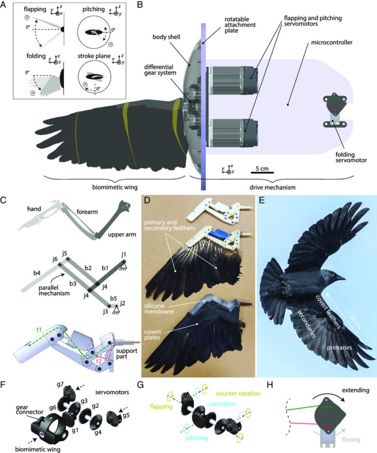 Robotic wing reveals secrets for increasing drone flight efficiency ...